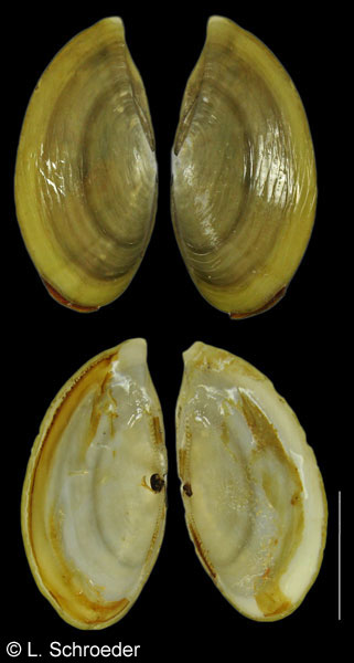 Bivalves - Malletiidae, Yoldiidae, Glycymerididae